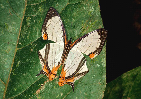 Straight line Mapwing - Learn Butterflies